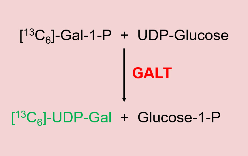 GALT-Aktivität und 1,5-Anhydroglucitol mittels LC-MS - Referenzzentrum ...